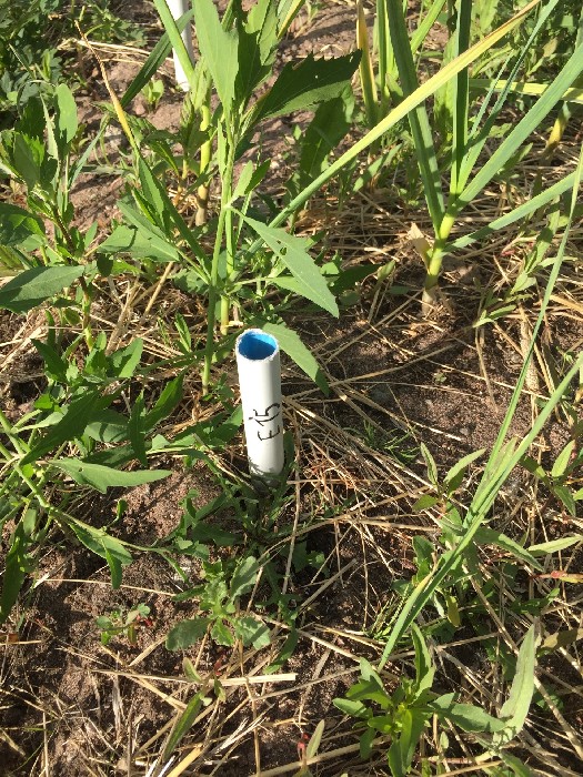 Rikkakasvit :: Härkätien kynsilaukka — De Re Allii Sativi